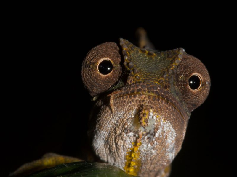 The Seychelles Tiger Chameleon peers from behind a leaf | Smithsonian ...