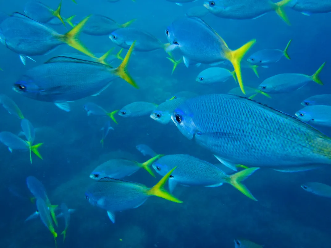 Swimming along yellow tailed school of fish at the Palau Rock Islands ...