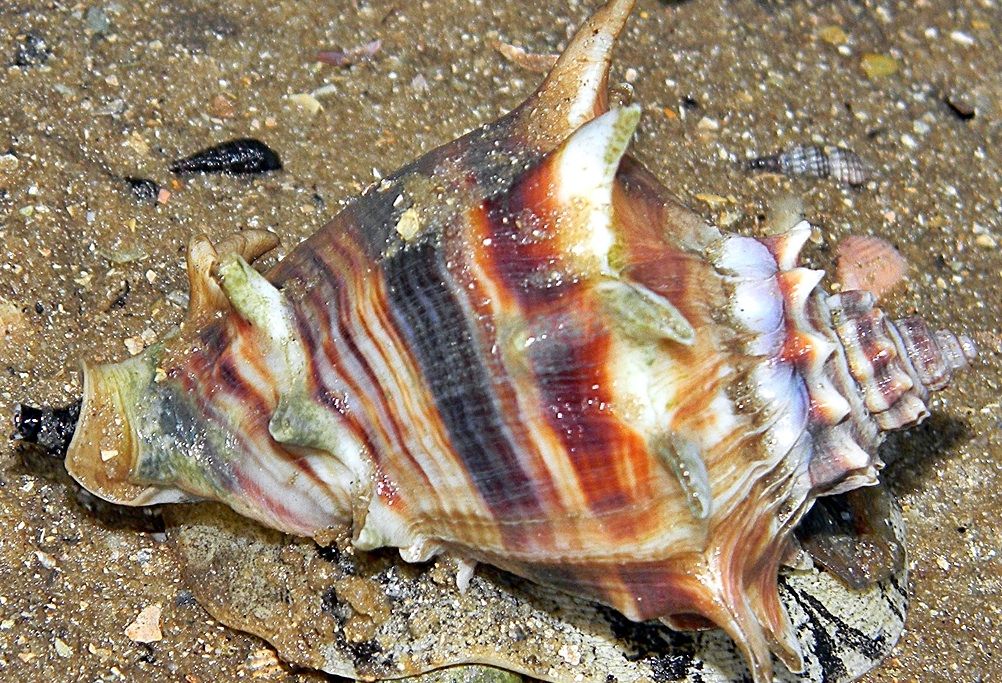 Conches Evolved To Be Smaller Because of Hungry Humans