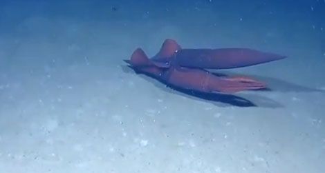Scientists Finally Figure Out How Squids Mate | Smithsonian