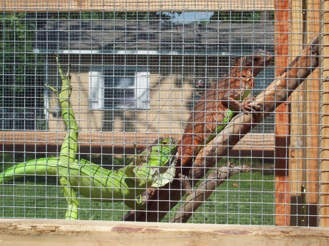 Two juvenile iguanas in rare form. | Smithsonian Photo Contest ...