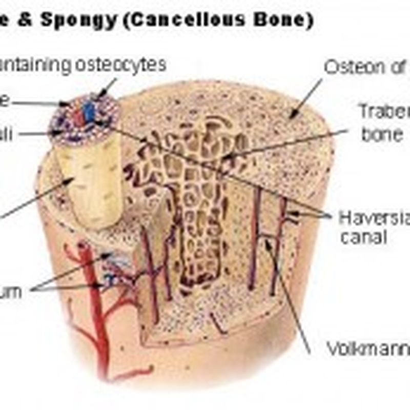 Difference Between Fossil And Bone Online | emergencydentistry.com