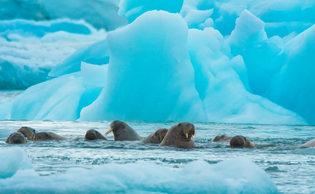 The Arctic | Smithsonian Photo Contest | Smithsonian Magazine