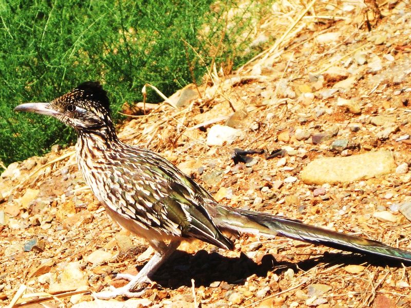 A time to be still and watch nature. The Roadrunner in the desert of ...