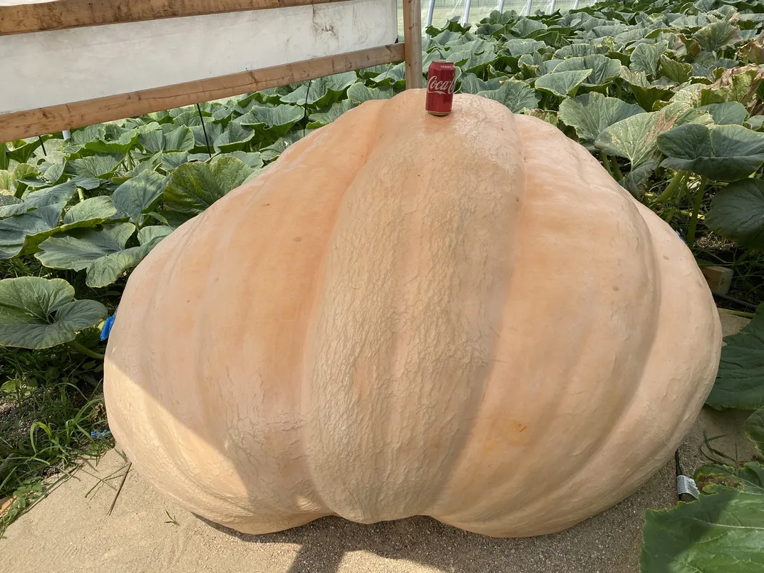largest pumpkin uk