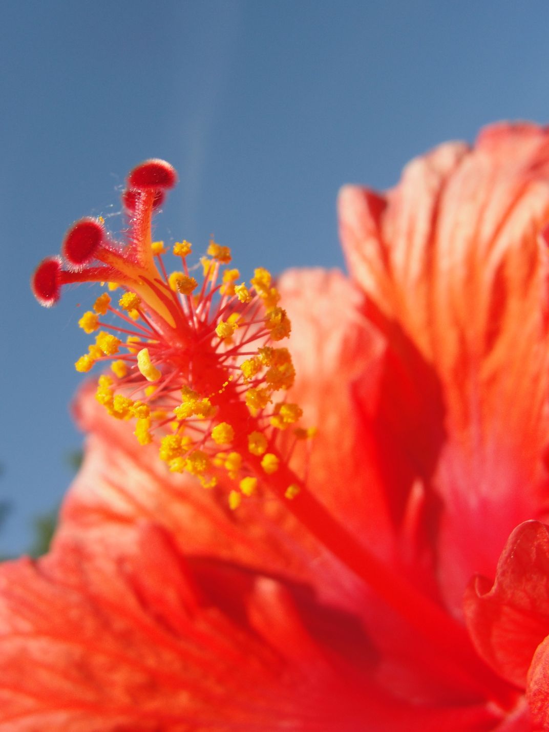 Flower in a garden. | Smithsonian Photo Contest | Smithsonian Magazine