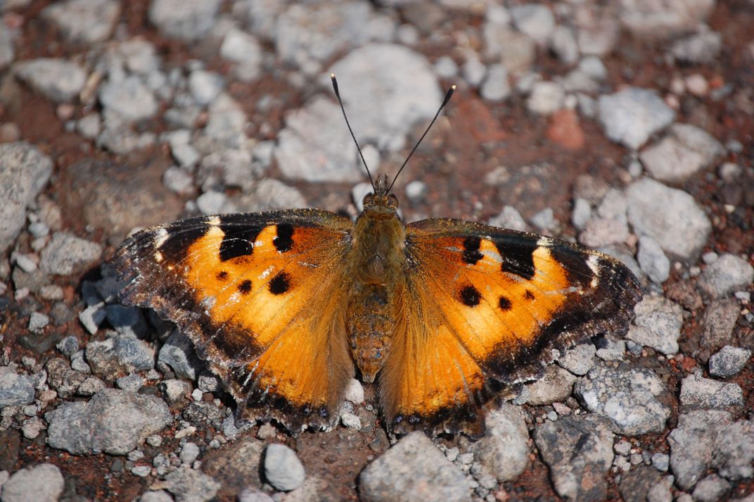 Butterfly in Oregon | Smithsonian Photo Contest | Smithsonian Magazine