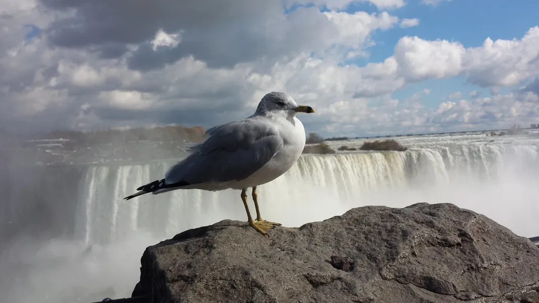 A fearless seagull at Niagara Falls Canada | Smithsonian Photo Contest ...
