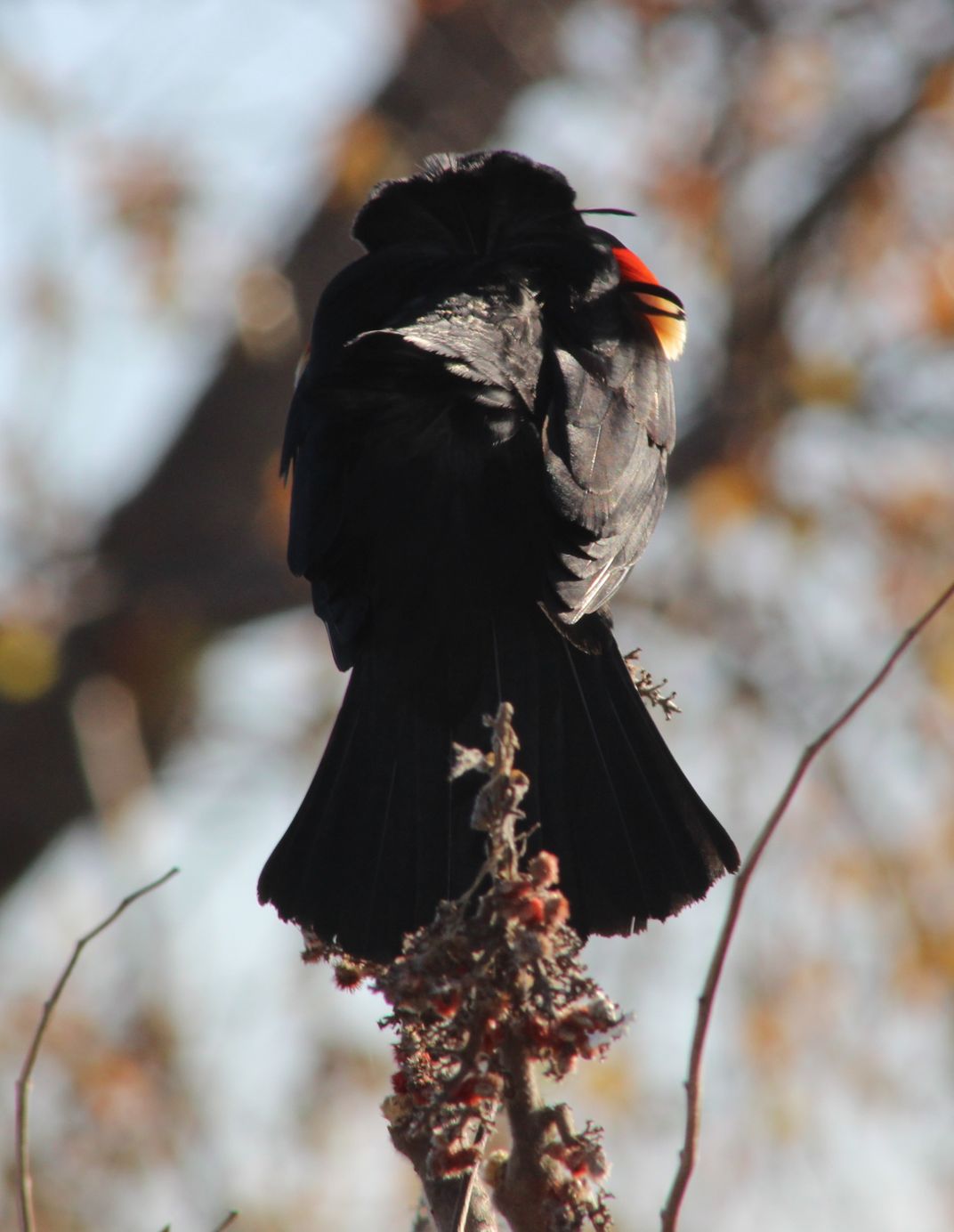 A Red-winged Blackbird serenading and dancing for female birds, trying ...