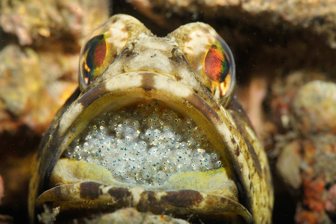 Male Banded Jawfish with eggs | Smithsonian Photo Contest | Smithsonian ...