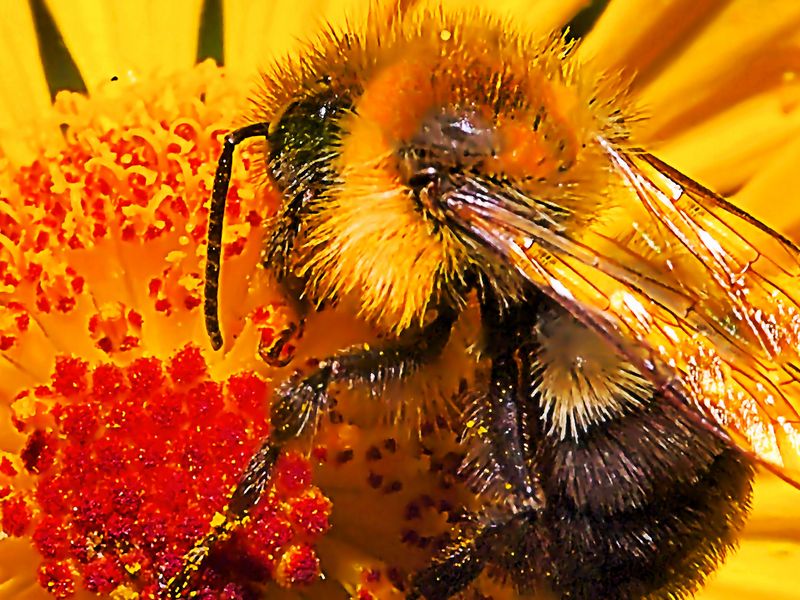 goldlit winged bee on bloom in garden macro image of sunlit honeybee ...