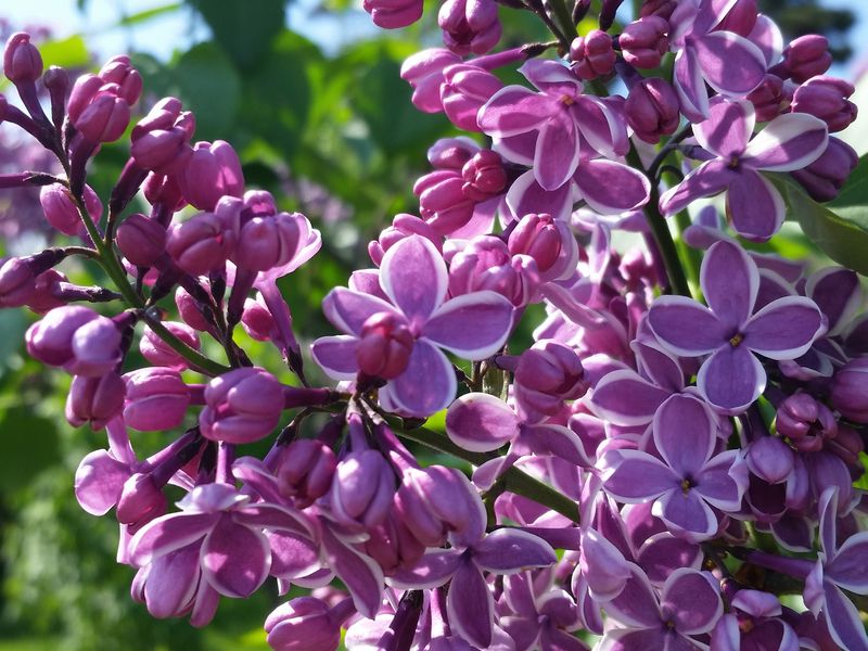 Lilacs on display at the Lilac Festival | Smithsonian Photo Contest ...