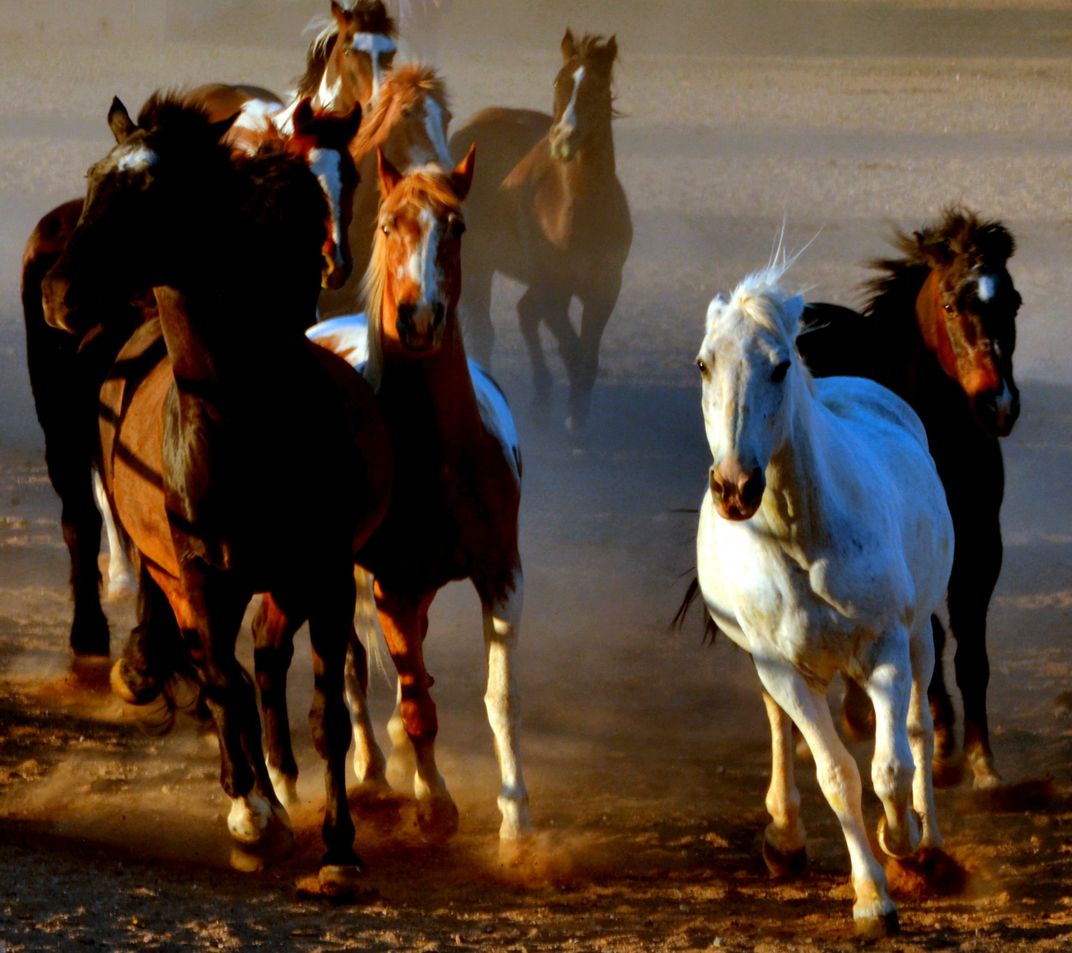 Horse run at White Stallion Ranch, Tucson, Az | Smithsonian Photo ...