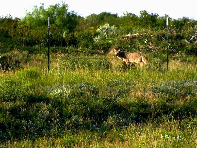 Wild coyote seen on a ridge along State Route 59 near Freer, Texas ...