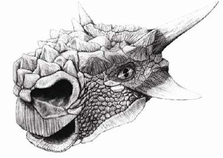 Minotaurasaurus: A New Ankylosaur?