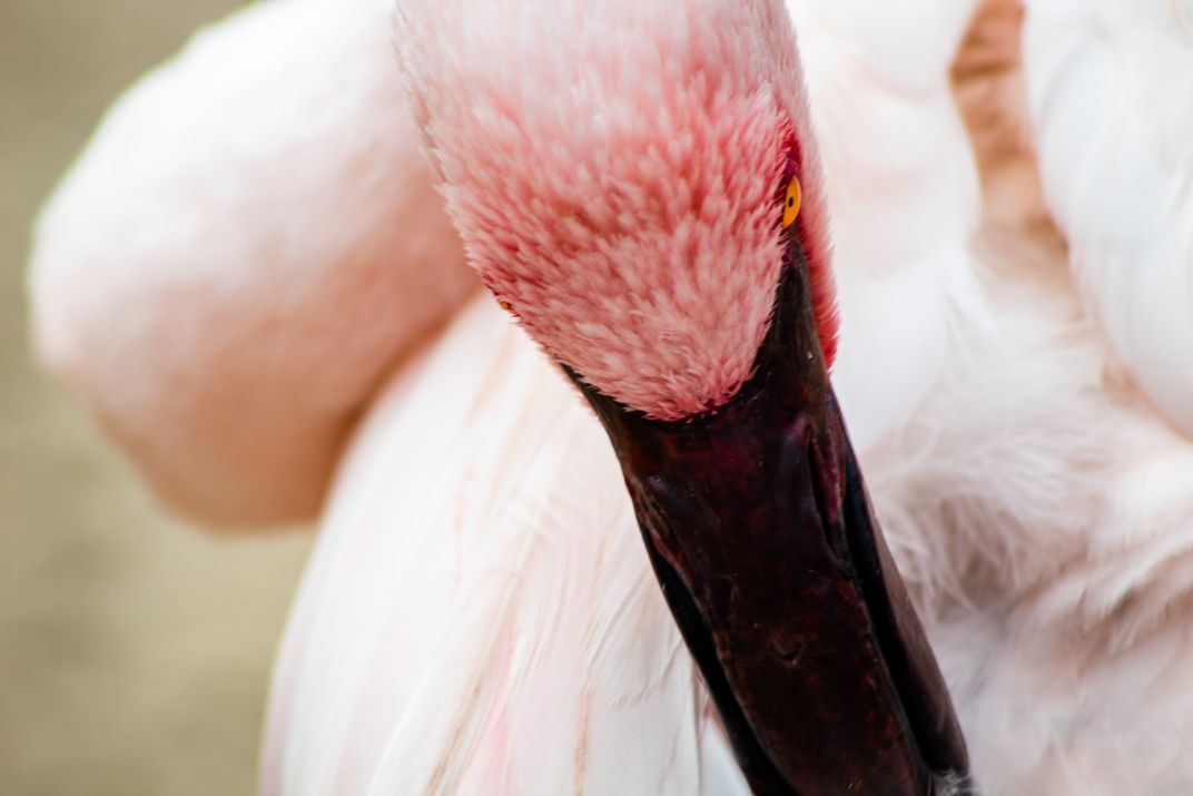 The Flamingo Scratch | Smithsonian Photo Contest | Smithsonian Magazine