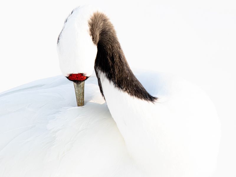 Red crowned | Smithsonian Photo Contest | Smithsonian Magazine