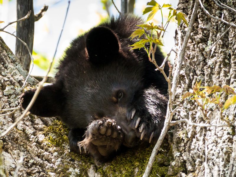 Sleeping black bear cub | Smithsonian Photo Contest | Smithsonian Magazine