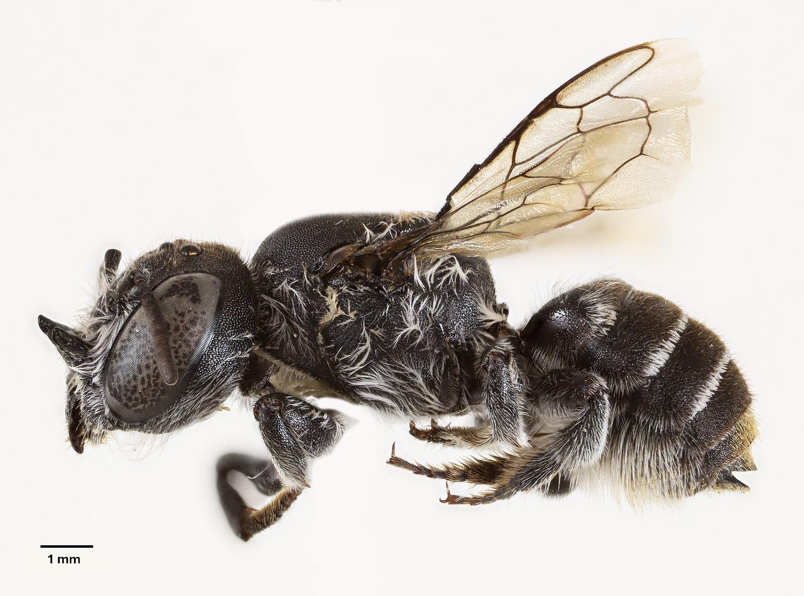This Newly Discovered ‘Lucifer’ Bee From Australia Was Named After Its ...