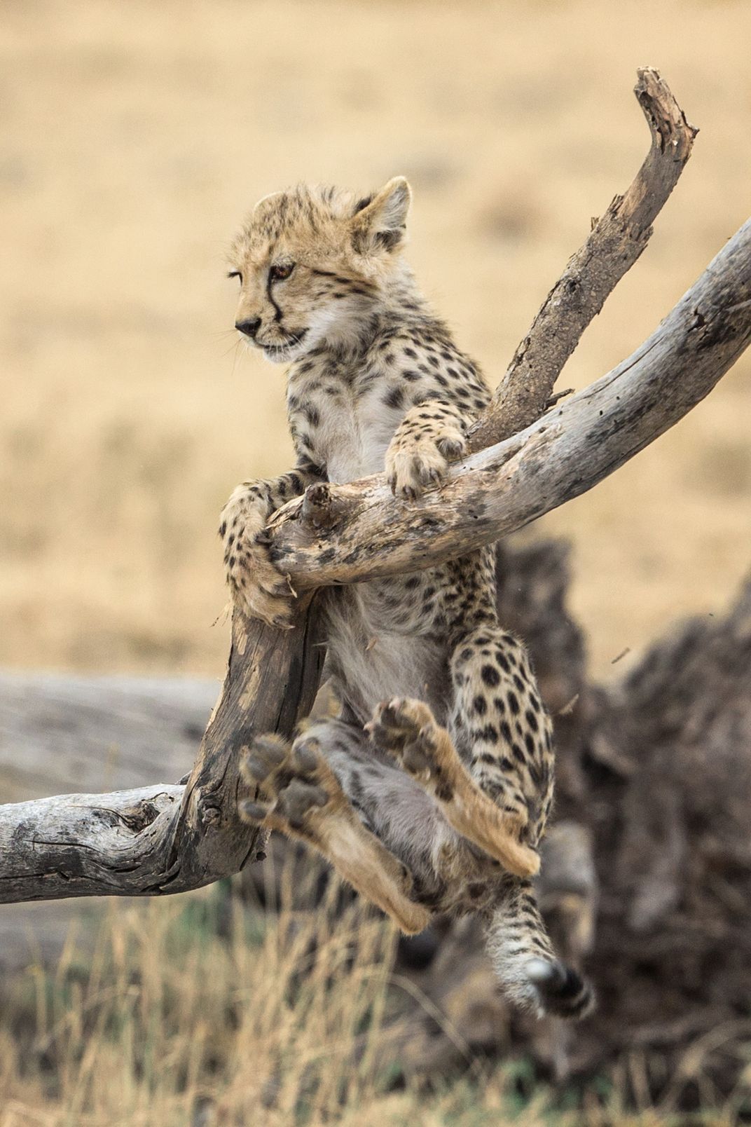 Cheetah cub hanging on for dear life | Smithsonian Photo Contest ...