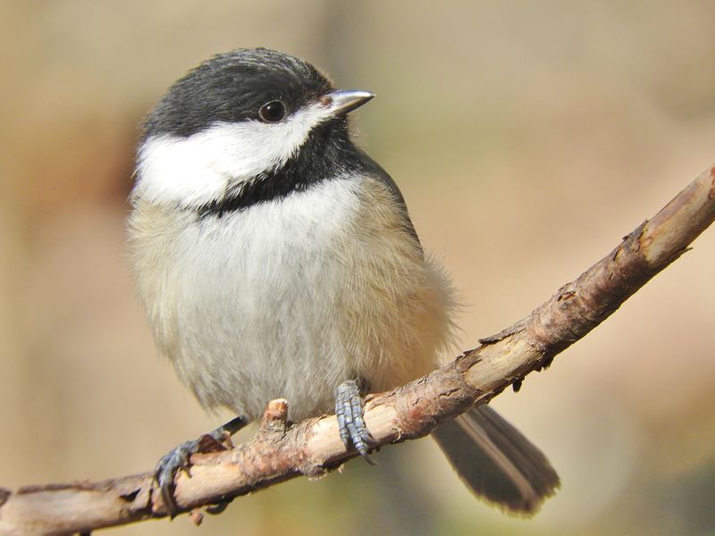 A Black-capped Chickadee sits quietly on a branch | Smithsonian Photo ...