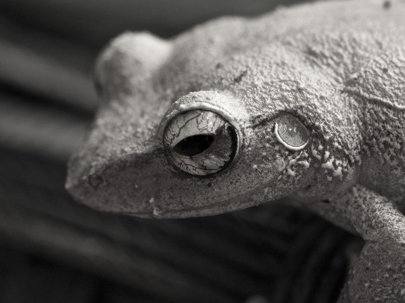 Macro of a Coqu frog in El Yunque National Forest. | Smithsonian Photo ...