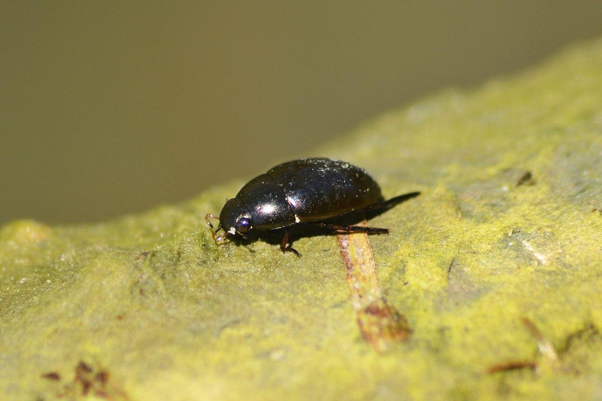 Some Bugs Walk on Water, but This Talented Beetle Scurries Underneath ...