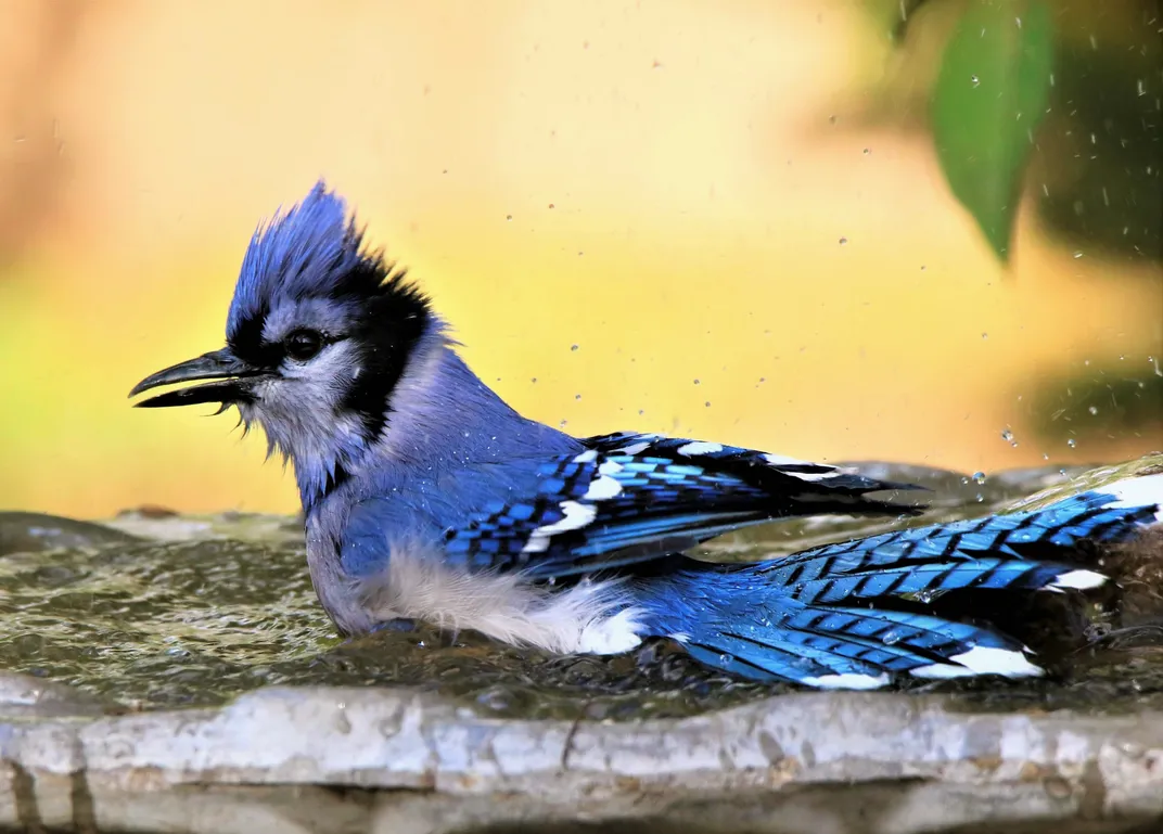 Blue Jay Enjoying a Bath. | Smithsonian Photo Contest | Smithsonian ...