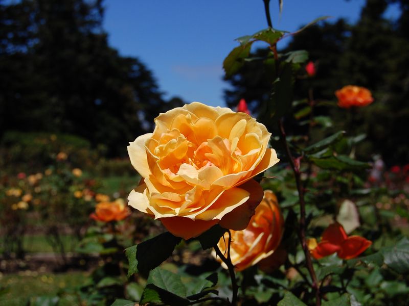 Walking in the rose garden at Golden Gate Park in San Francisco ...