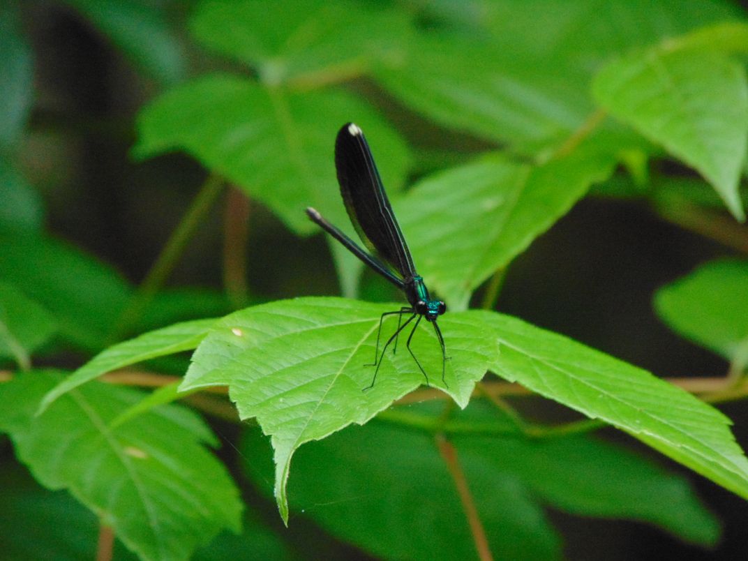 Dragonfly of Tennessee: Loving Every Photo Opportunity | Smithsonian ...