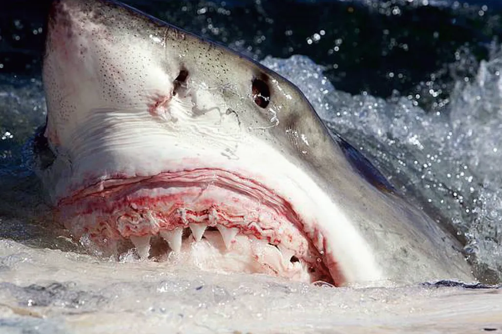 ampullae shark