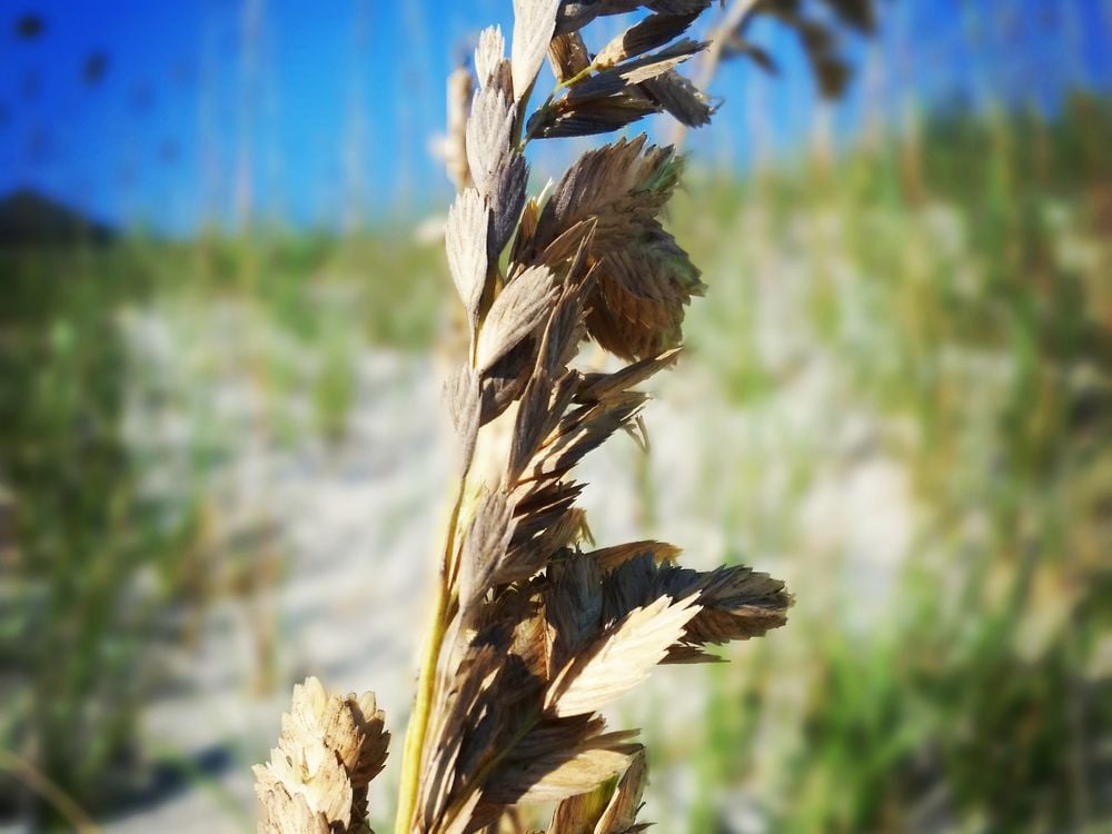 Sea Oats On The Beach Smithsonian Photo Contest Smithsonian Magazine