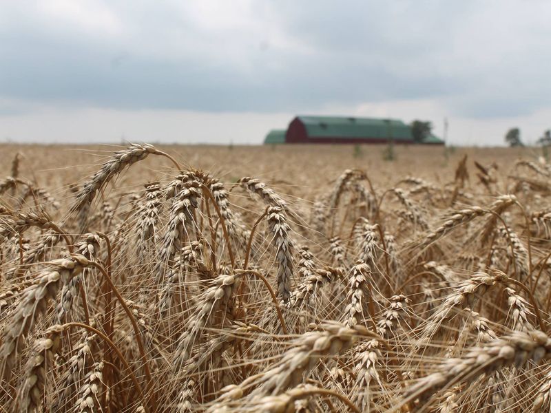 Wheat farm in southern ontario. | Smithsonian Photo Contest ...