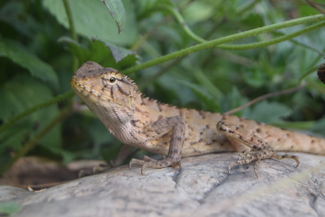A changeable lizard, native to Asia suddenly turns towards the lens ...