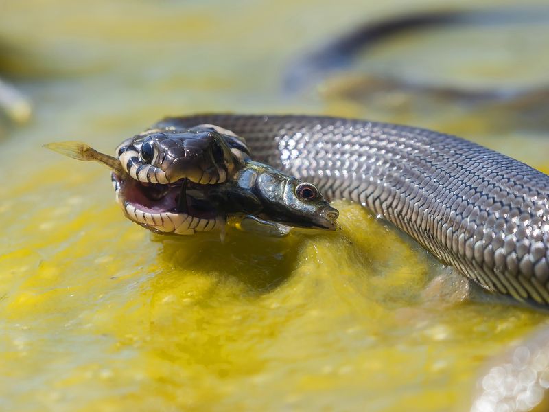 Sea hunter. | Smithsonian Photo Contest | Smithsonian Magazine