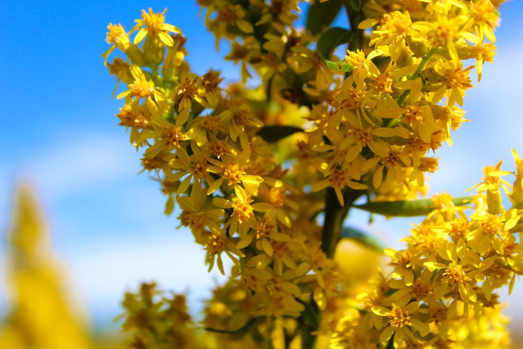 Yellow Flowers | Smithsonian Photo Contest | Smithsonian Magazine