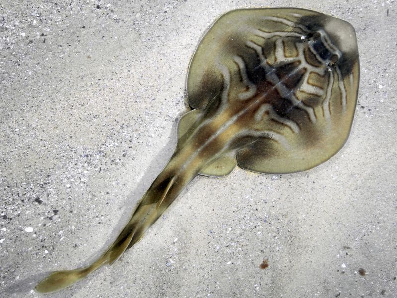 The fiddler | Smithsonian Photo Contest | Smithsonian Magazine