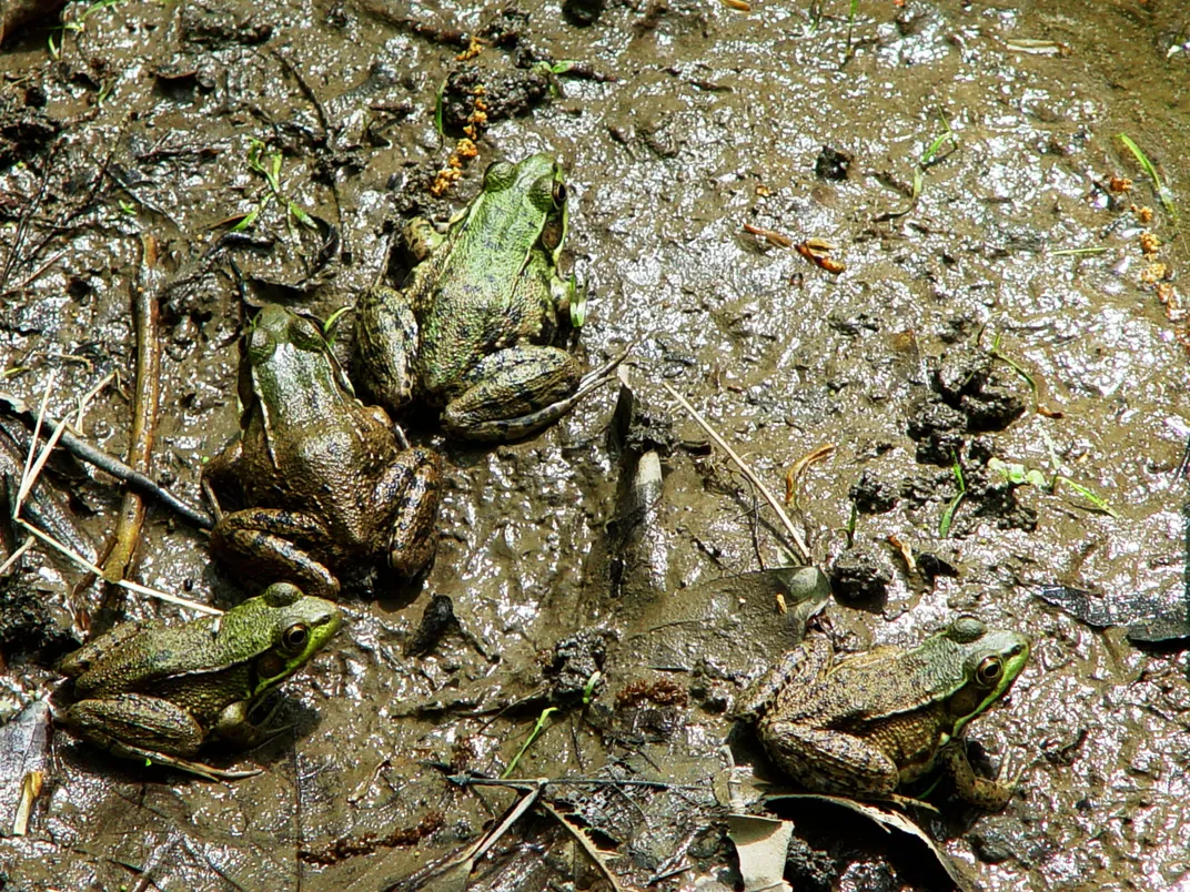 I love the way these frogs are perfectly camouflaged to blend into the ...