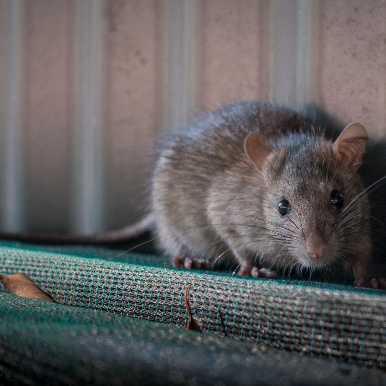 Black Rats Plague