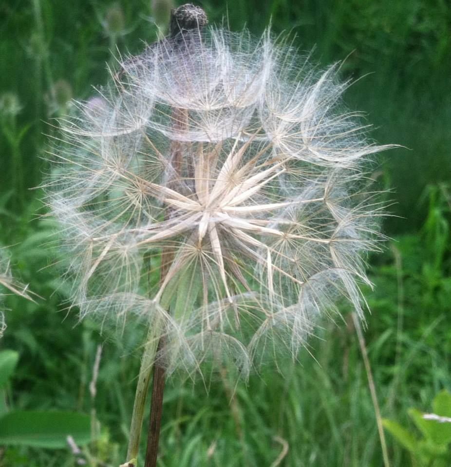 Taking a closer look at weeds on a walk. | Smithsonian Photo Contest ...