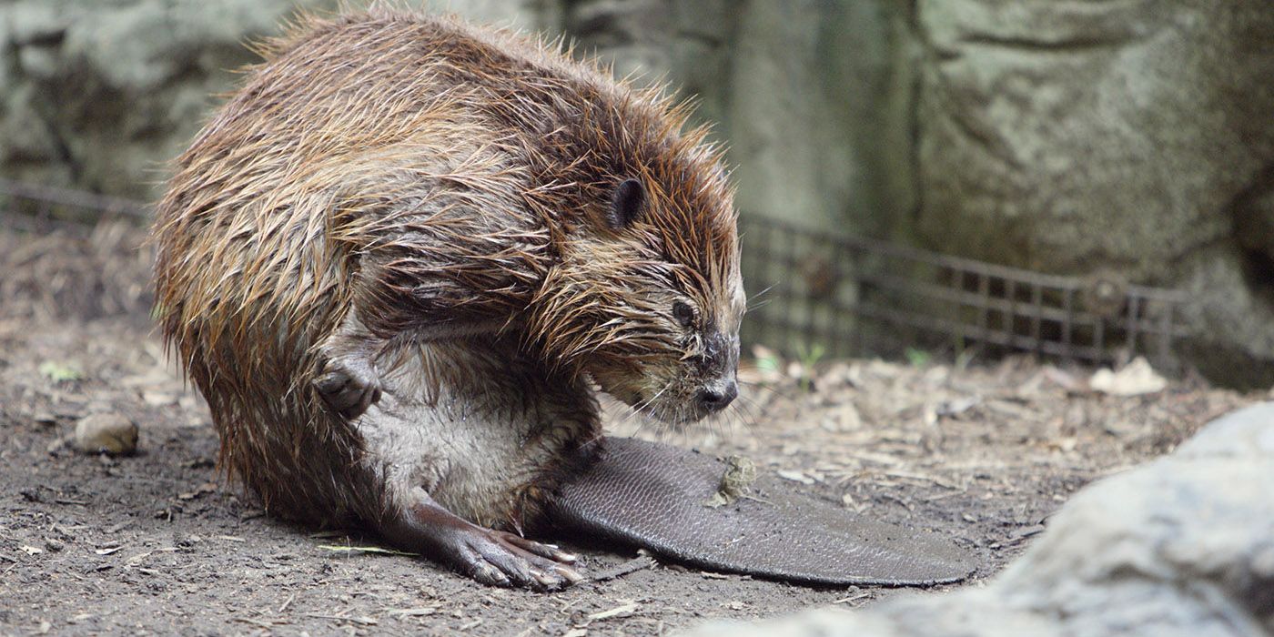 9 Fascinating Facts About North America’s Master Builder, the Beaver ...