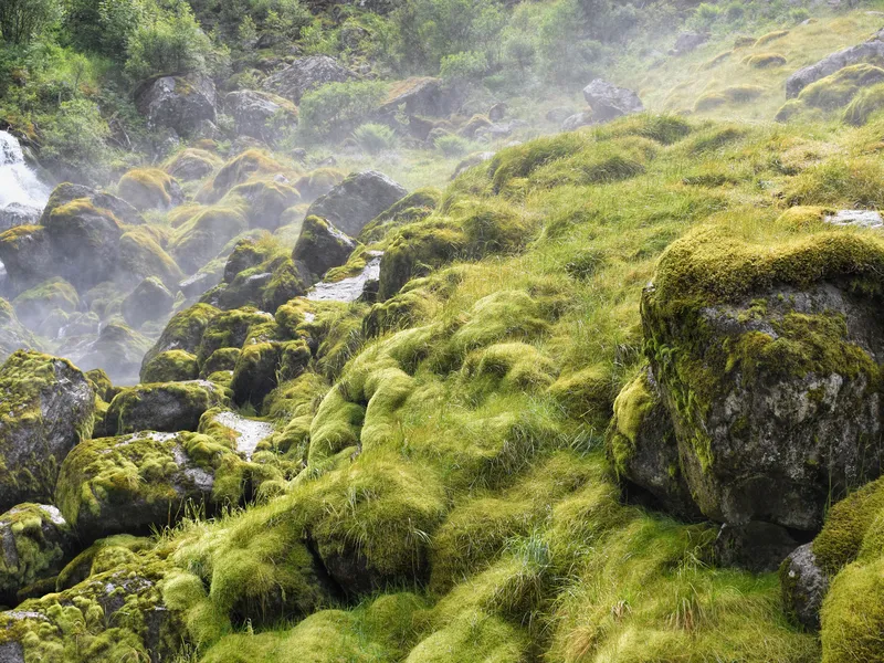 Moss covering the rocks near a waterfall | Smithsonian Photo Contest ...