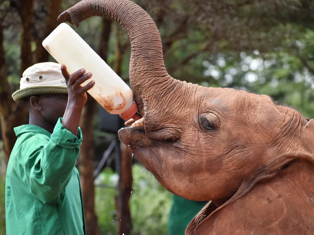 Orphan | Smithsonian Photo Contest | Smithsonian Magazine