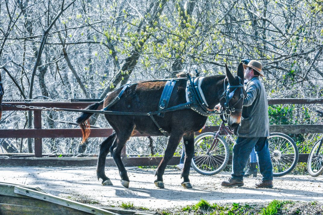 Mule Power | Smithsonian Photo Contest | Smithsonian Magazine