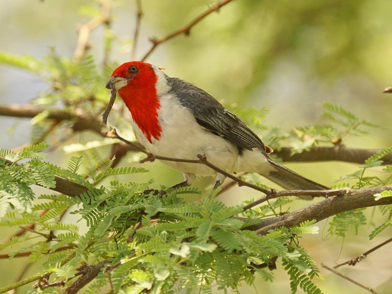 Brazilian Cardinal | Smithsonian Photo Contest | Smithsonian Magazine