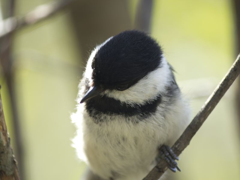 Heavenly Bird | Smithsonian Photo Contest | Smithsonian Magazine