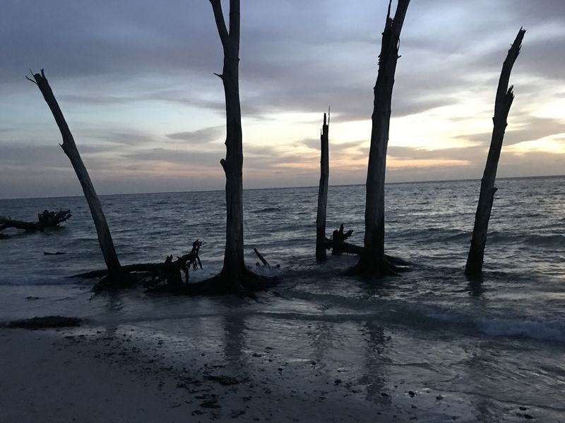 Lonely trees at the beach | Smithsonian Photo Contest | Smithsonian ...