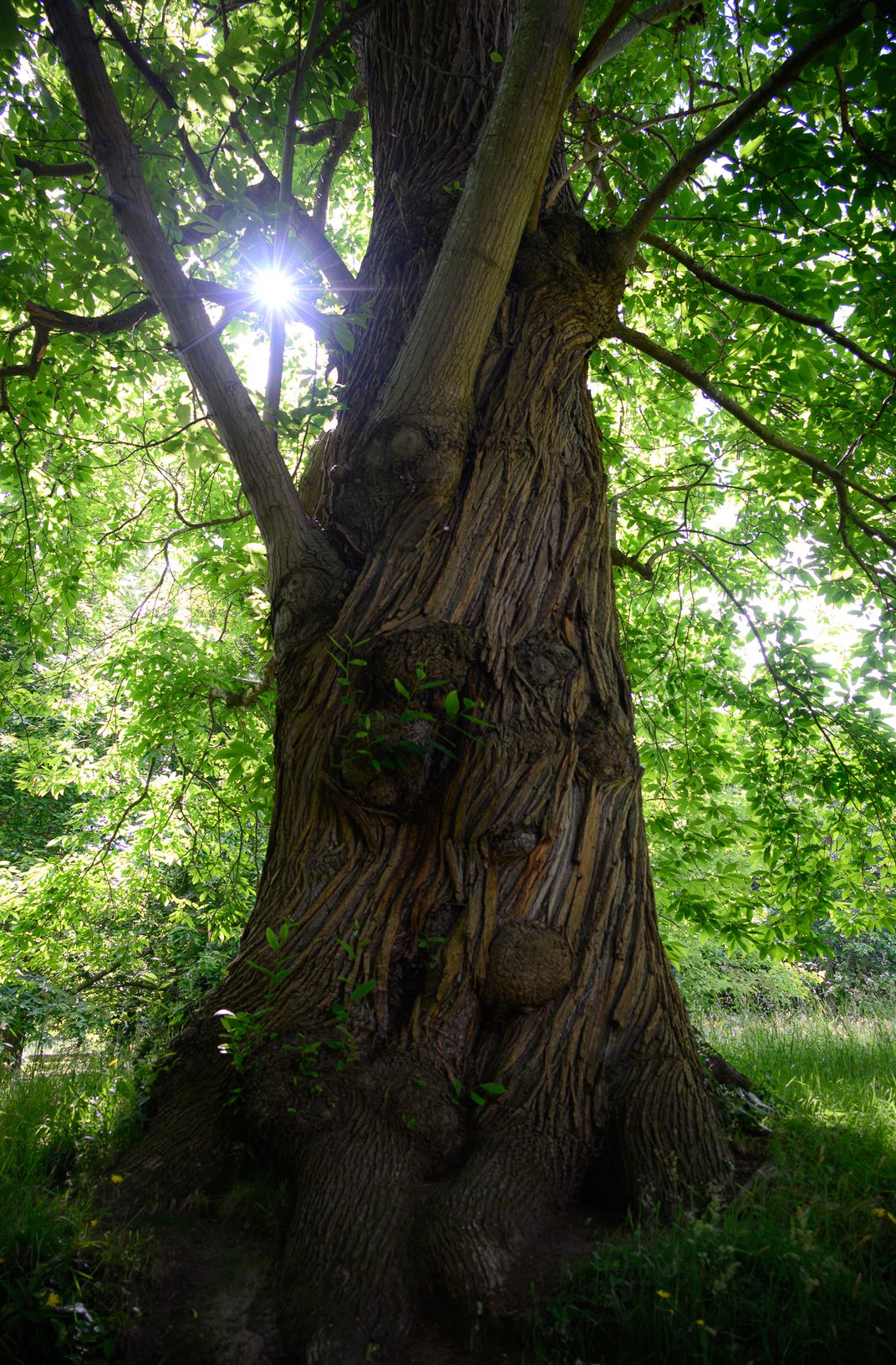 old tree at Petworth Park | Smithsonian Photo Contest | Smithsonian ...