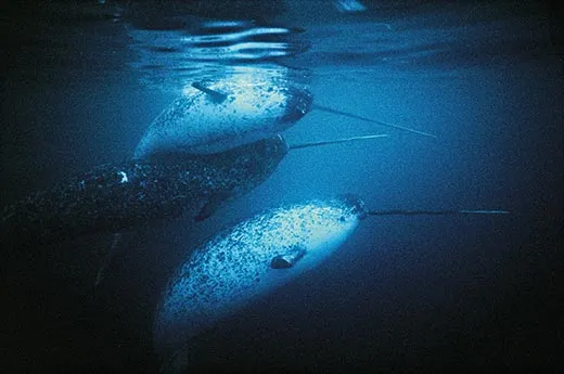 narwhals in captivity