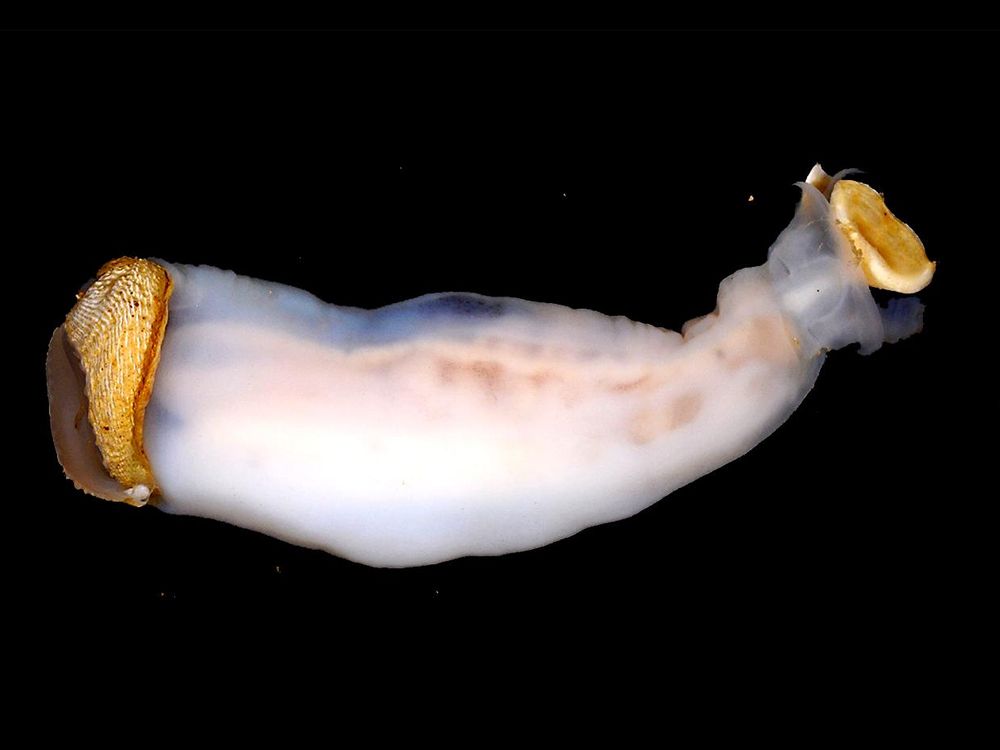 These Two Newly Described Worms Have Really Strange, Yet Marvelous Butts
